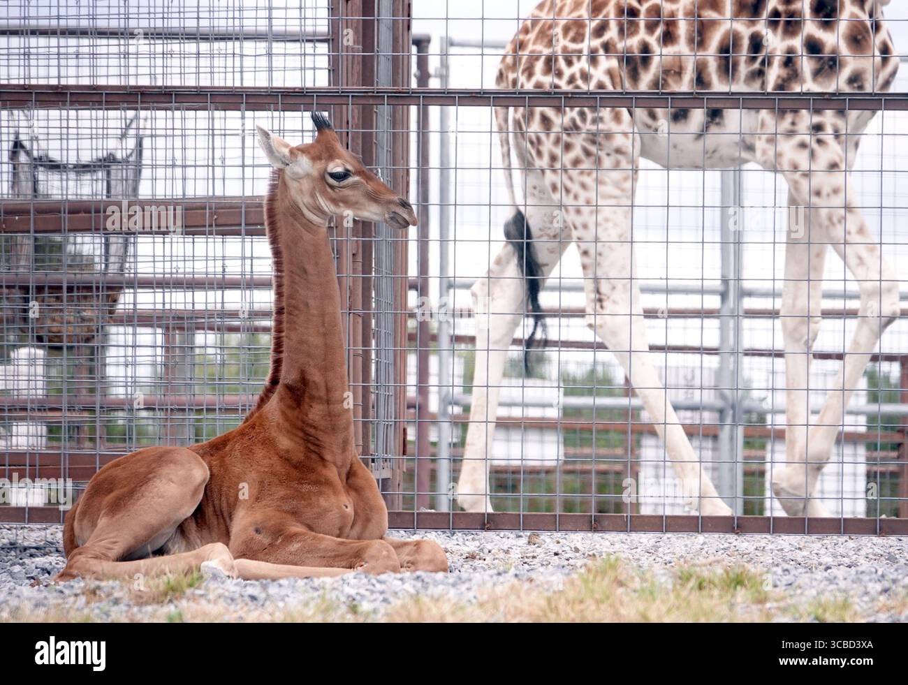 October 15, 2023, Limestone, Tennessee, USA: A rare spotless ...