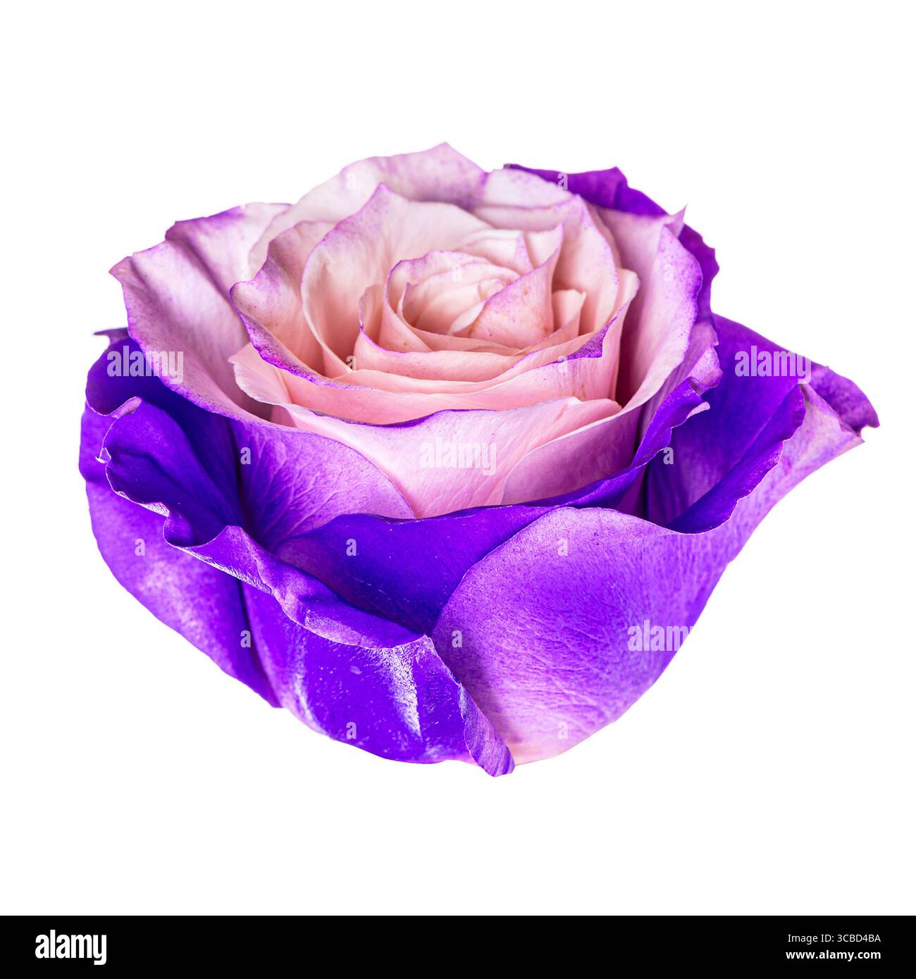 Bud bright purple rose Cut Out Stock Images & Pictures - Alamy