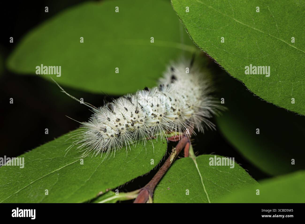 Hickory leaf hi-res stock photography and images - Alamy