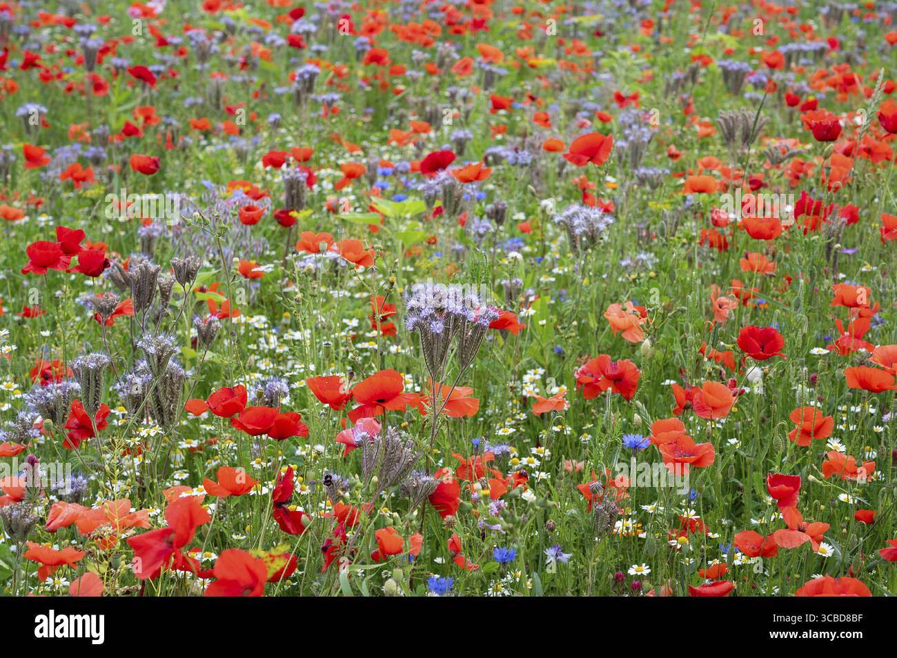 Meadow poppy daisy flaxseed hi-res stock photography and images - Alamy
