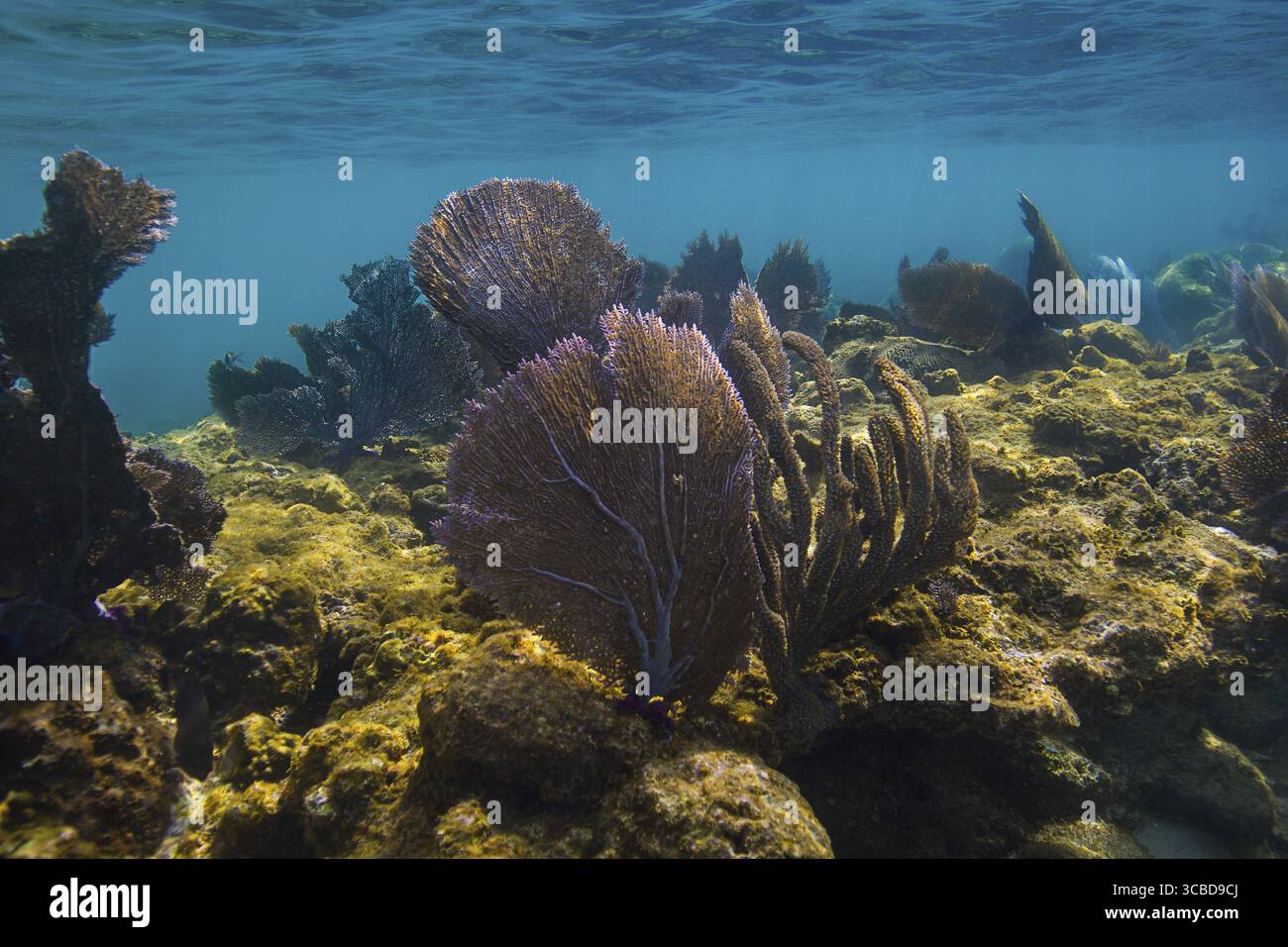 Caribbean coral reef off coast hi-res stock photography and images - Alamy