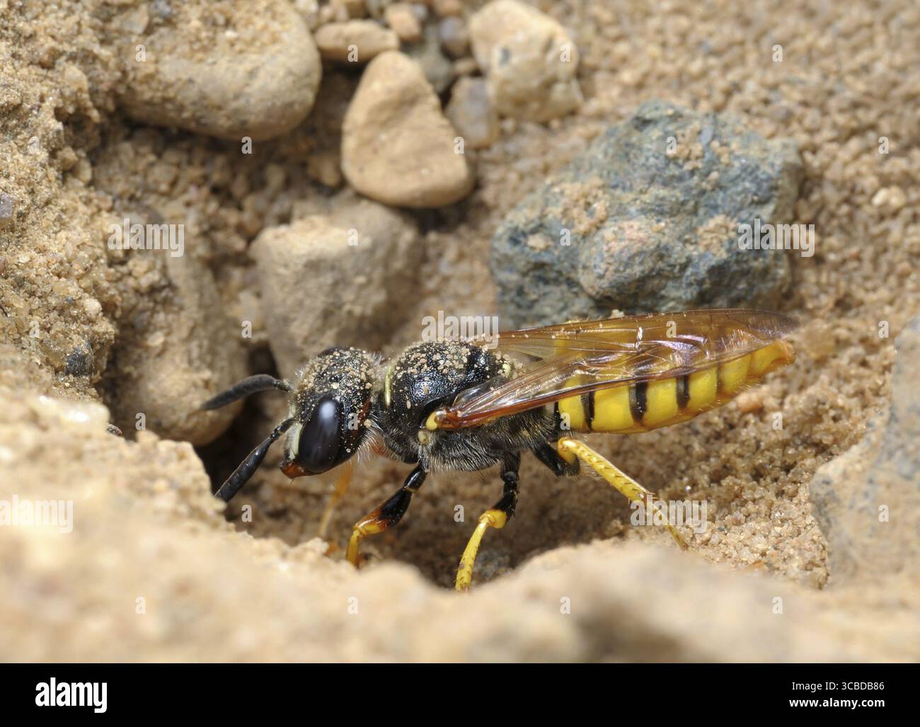 Burrows in sand hi-res stock photography and images - Alamy