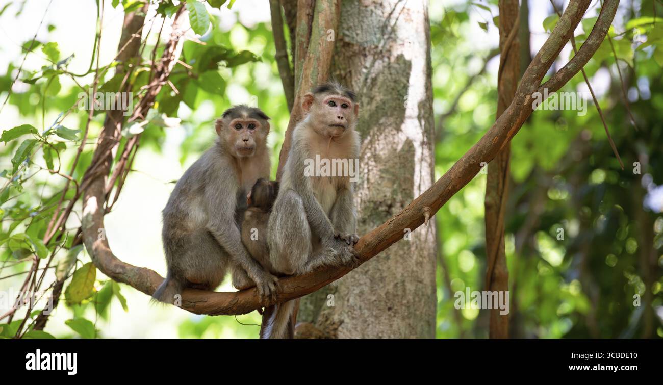 Barbary macaque ape, rhesus monkey family with baby sitting on tree ...