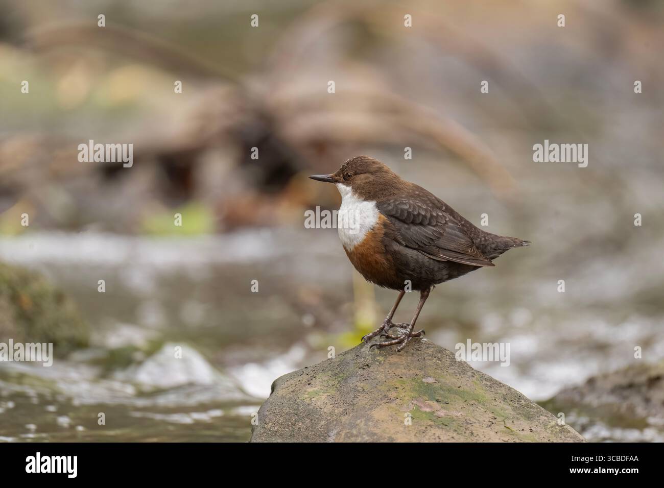 Dipper on river in hi-res stock photography and images - Alamy