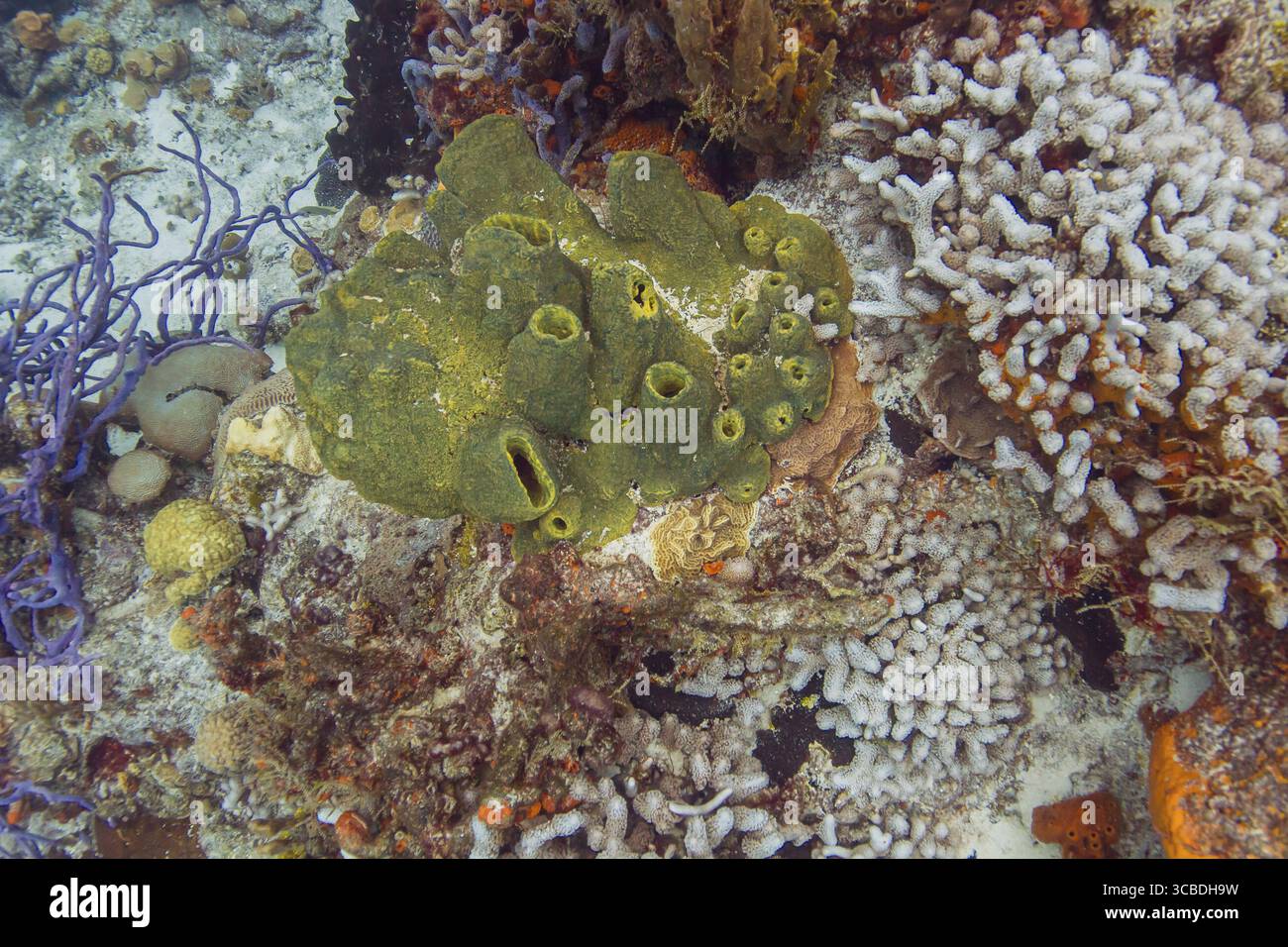 Top view of a green branching tube sponge Stock Photo - Alamy