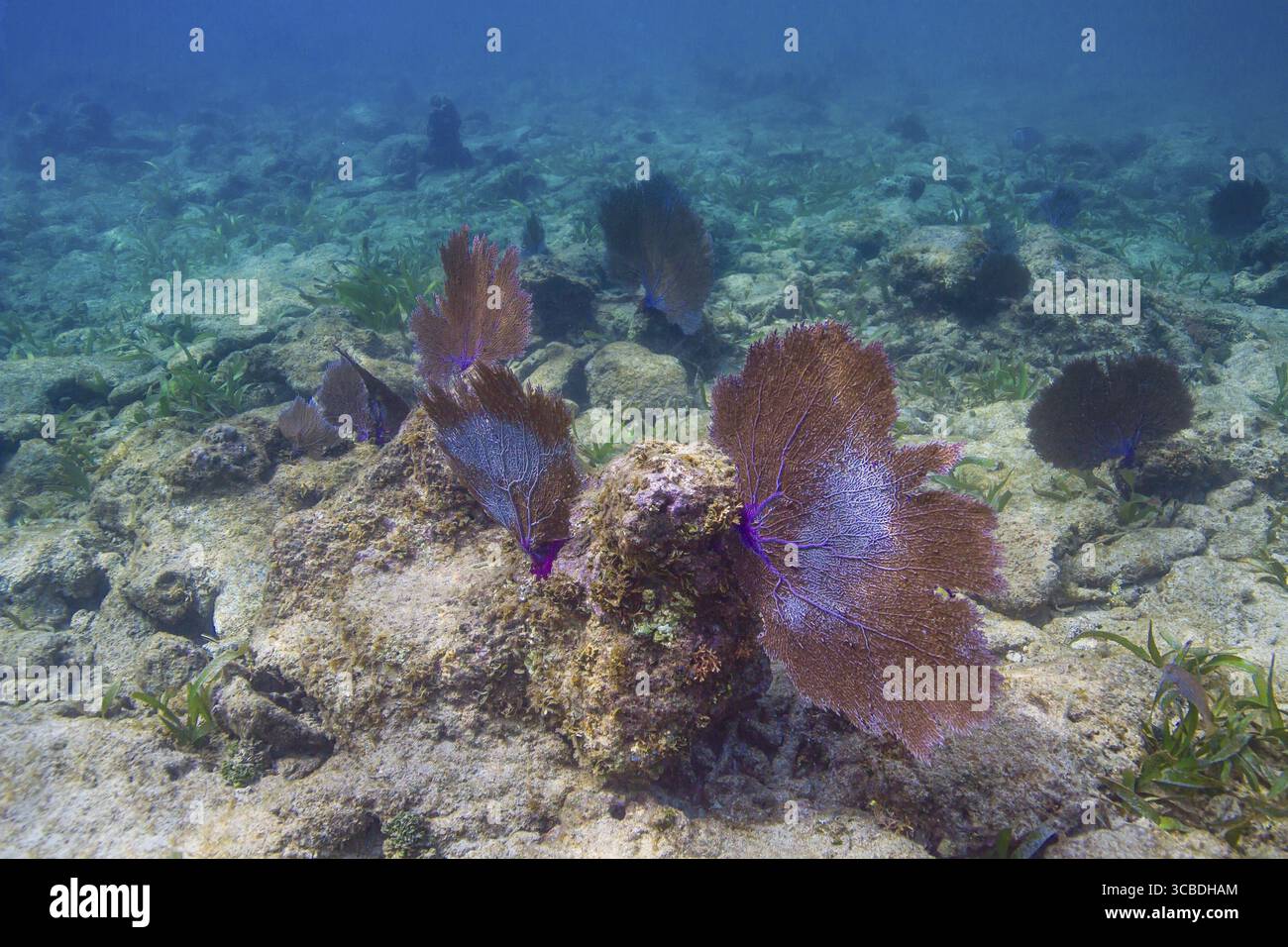 Multiple large coral fan in a reef Stock Photo - Alamy