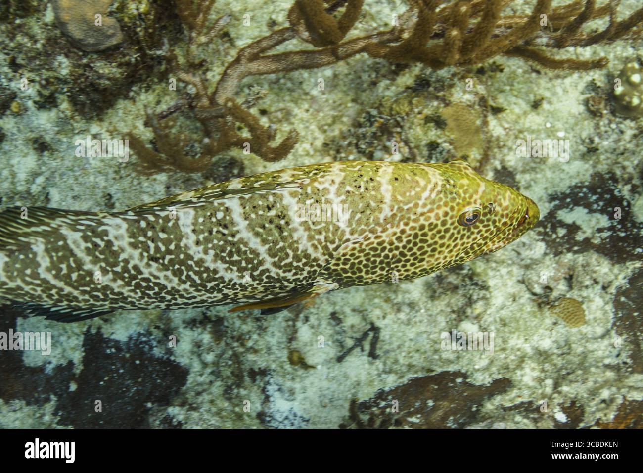 Goliath grouper epinephelus itajara in hi-res stock photography and ...