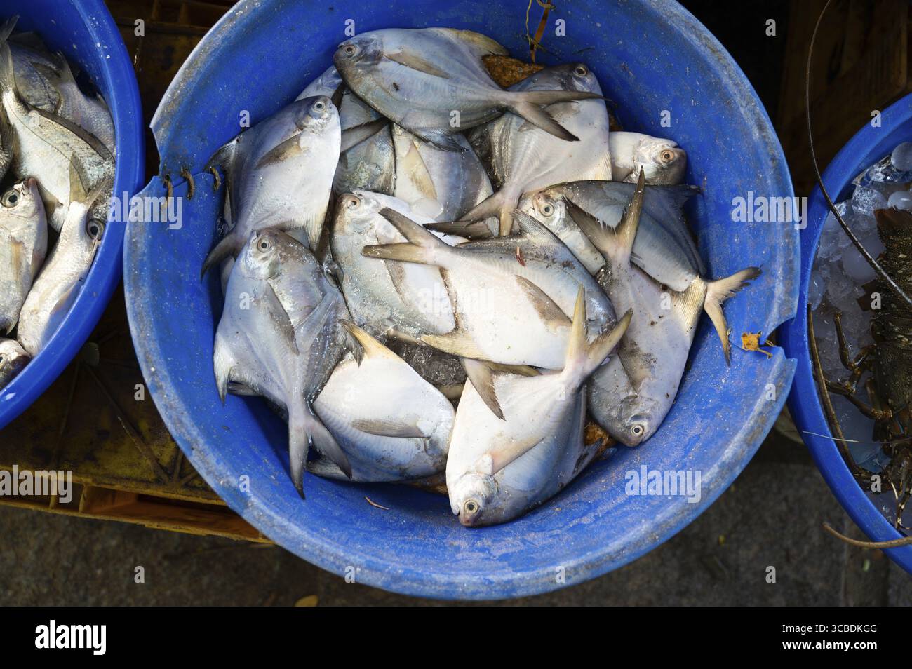 Pomfret fish market stall hi-res stock photography and images - Alamy
