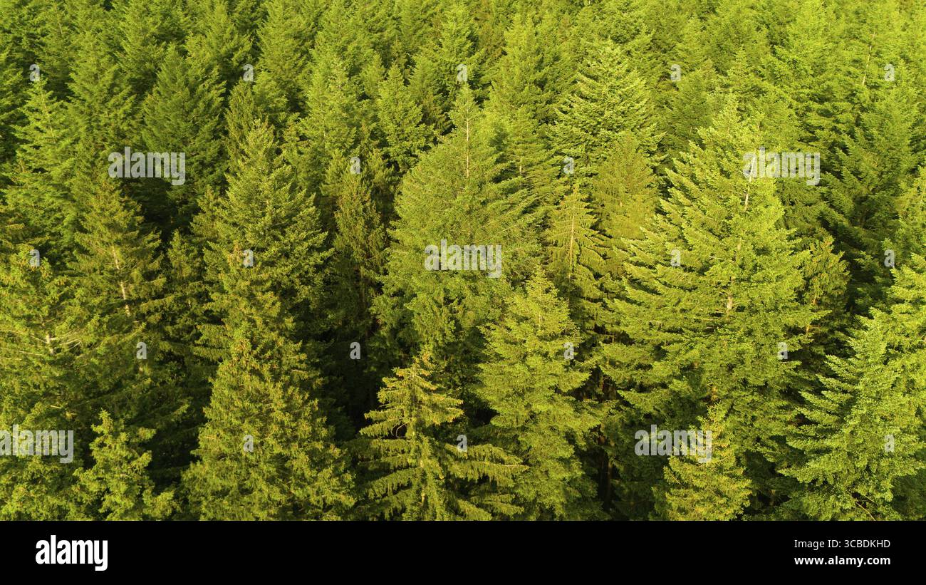 Forest aerial view, evergreen conifer trees, climate change, global ...