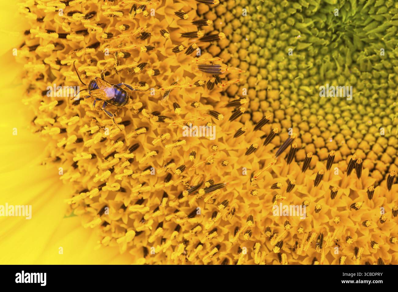 View working bees in open hi-res stock photography and images - Alamy