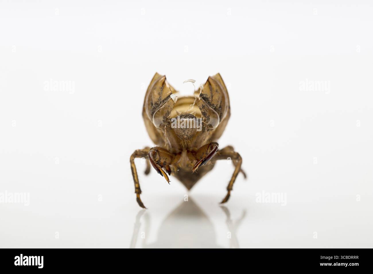 Macro shot cicada shell hi-res stock photography and images - Alamy