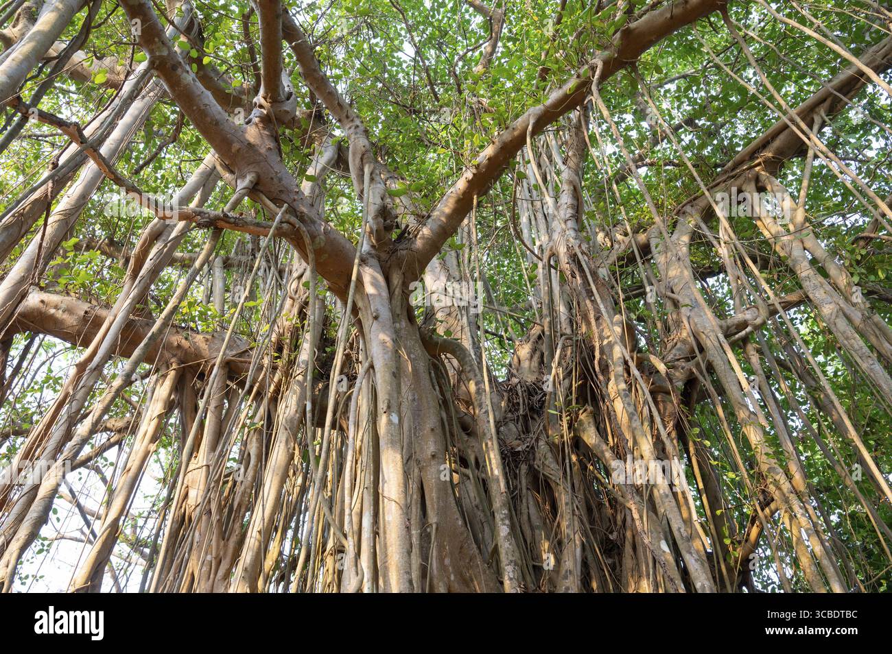 Rainforests of india hi-res stock photography and images - Alamy