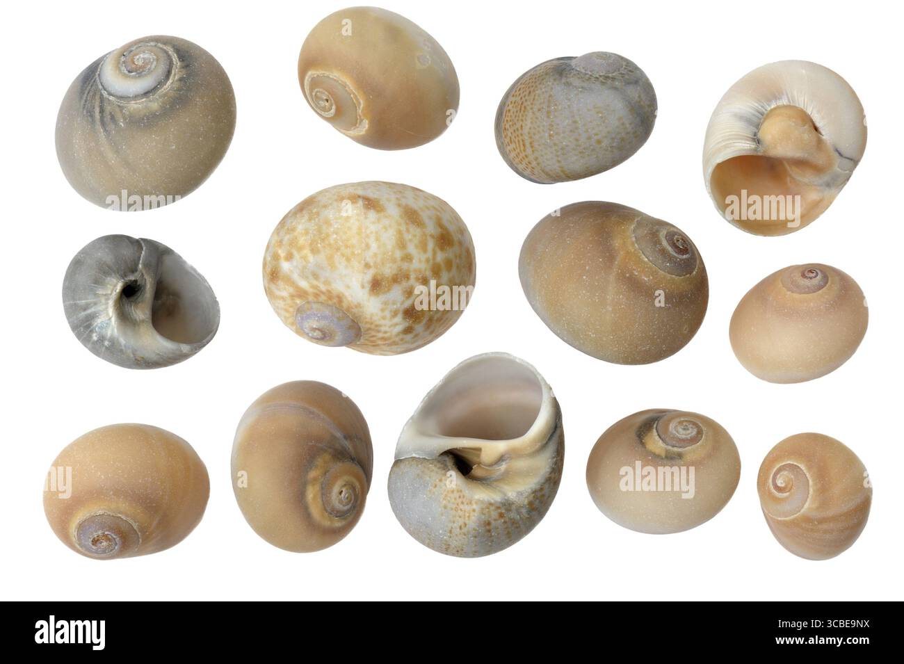 Different sea shells on a white background Stock Photo - Alamy