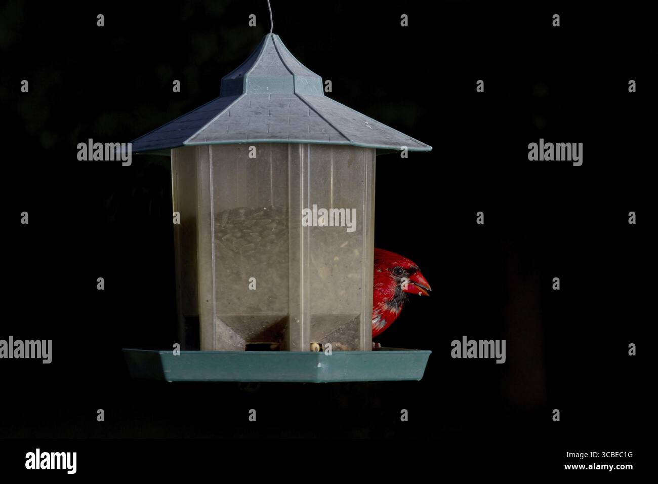 Red cardinal feeding on a seeds hidding behind a bird feeder Stock ...