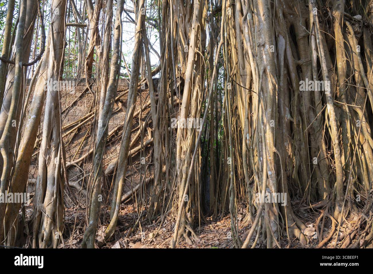 Ficus benghalensis, banyan fig, mangroves in India, tropical evergreen ...