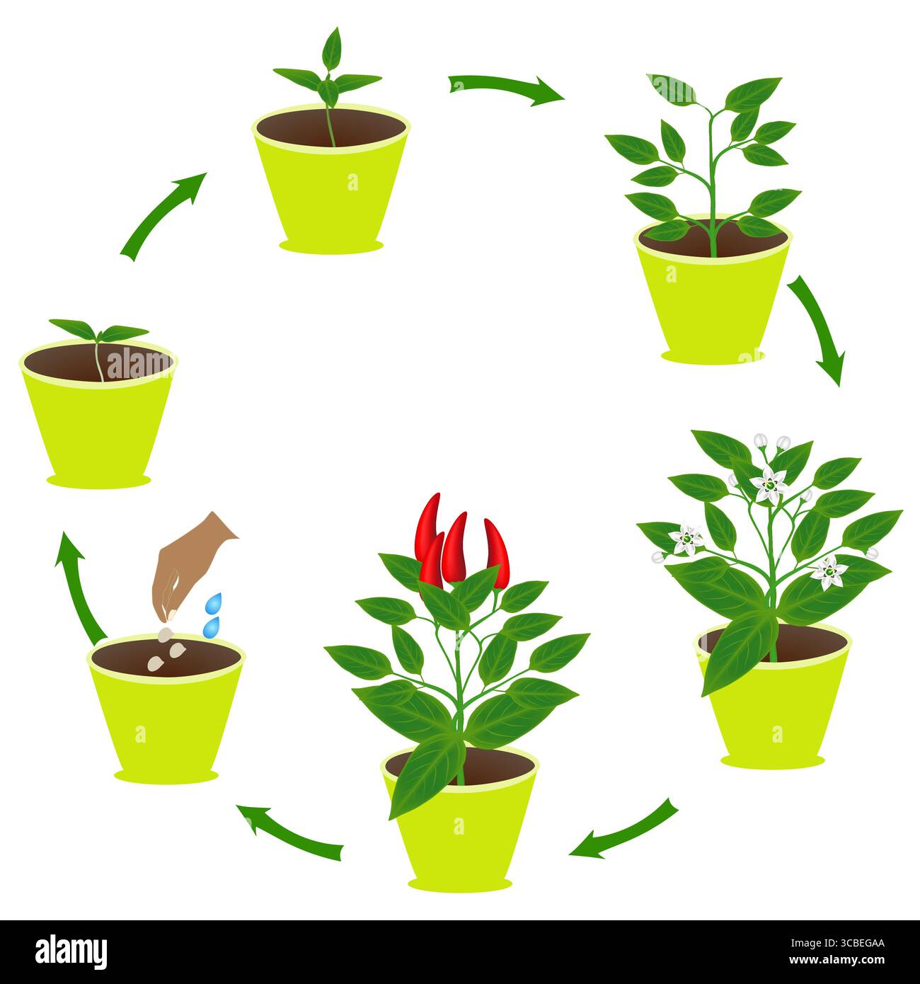 Green chili fruit in Stock Vector Images - Alamy