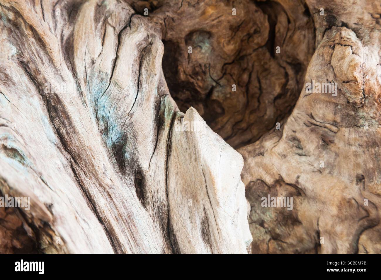 Traces of parasites on a dry, old tree, closeup Stock Photo - Alamy