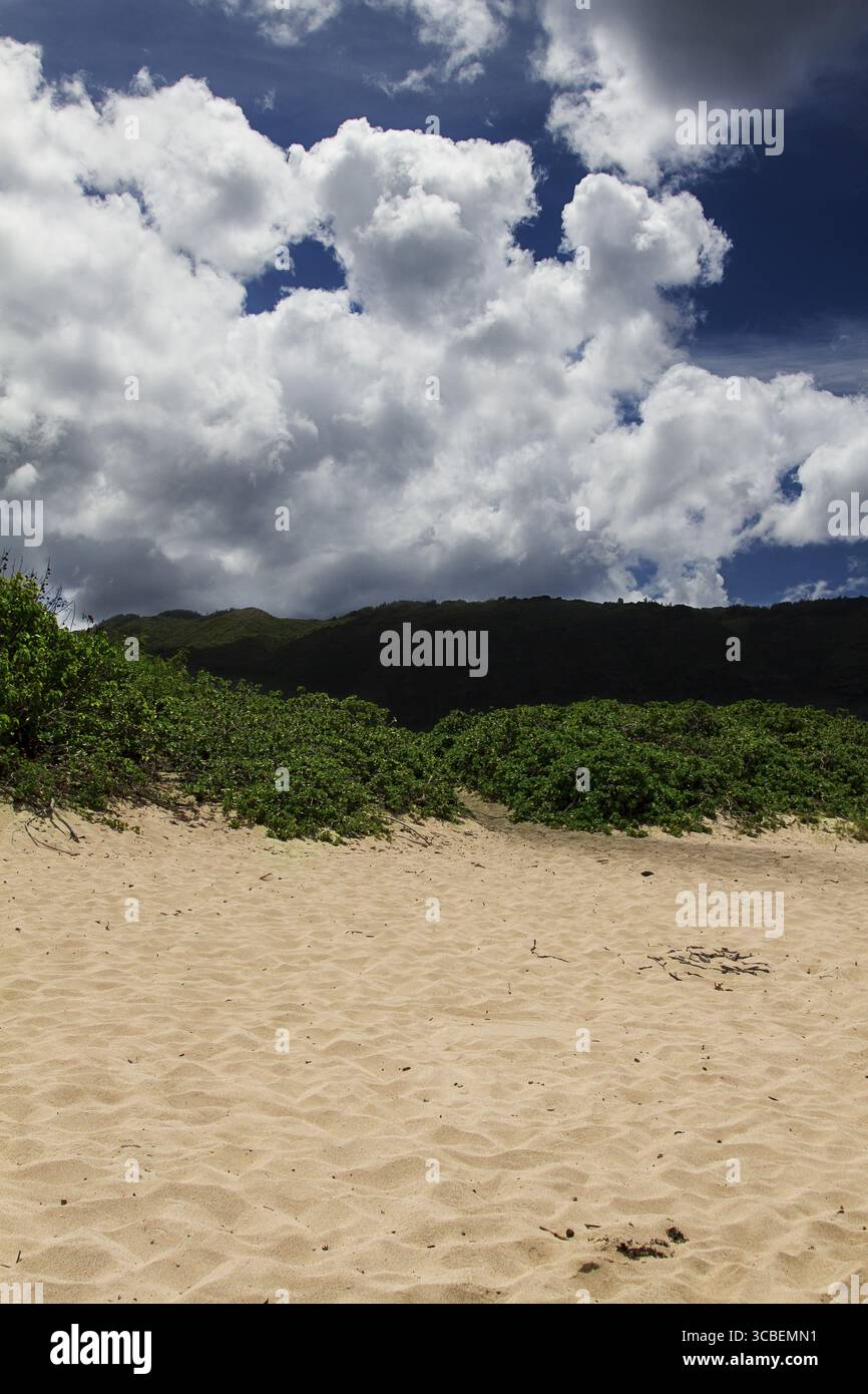 Green bush on top hi-res stock photography and images - Alamy