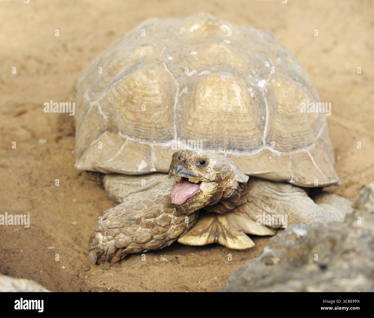 Giant turtle mouth open at the zoo Stock Photo - Alamy
