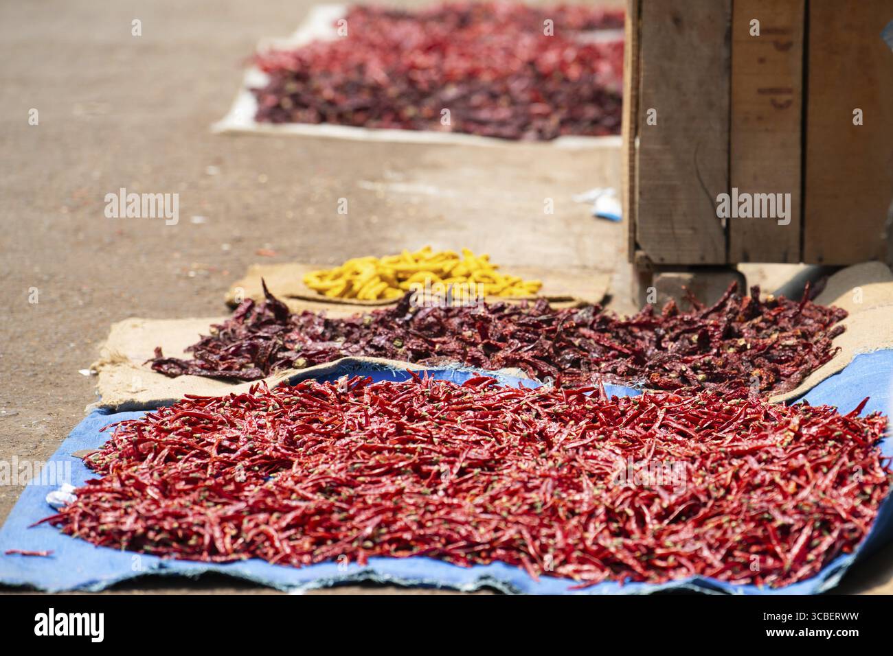 Drying red chilli pepper spices in the sun, India, fresh ingredients ...