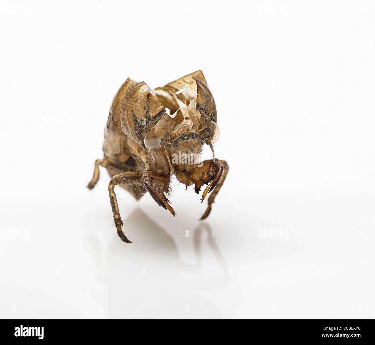 Macro shot of a crack cicada shell Stock Photo - Alamy