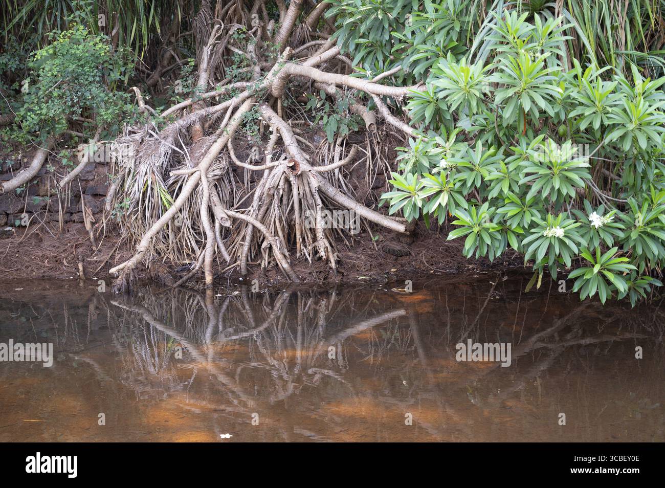Rhizophora mangle red mangrove, coastal, estuarine ecosystem, coast of ...