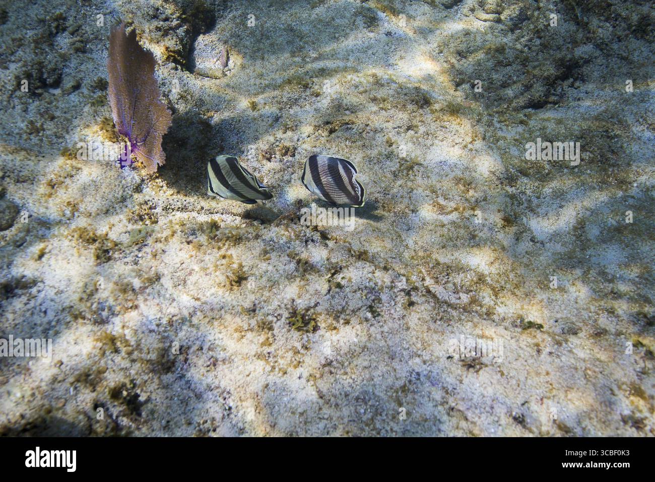 Two chaetodon striatus eating on the ocean floor Stock Photo - Alamy