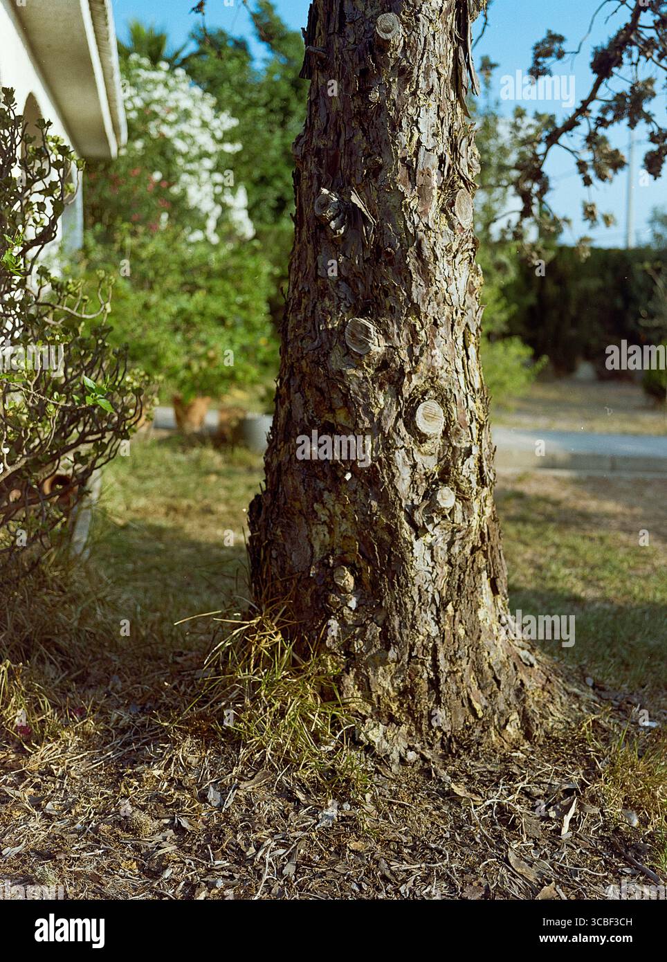 Cypress tree wood texture hi-res stock photography and images - Alamy
