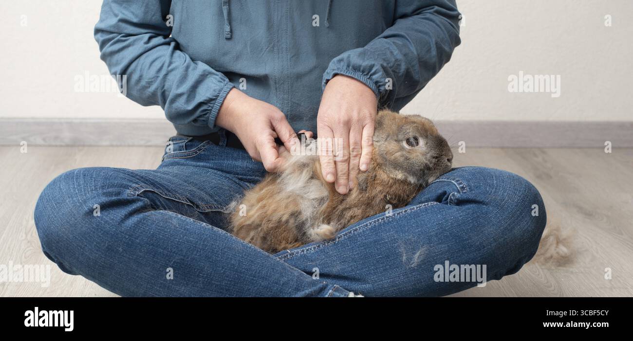 Rabbit hair loss hi-res stock photography and images - Alamy