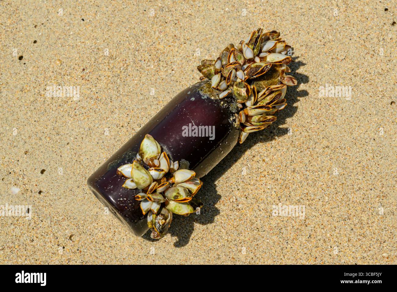 Shellfish attached to a glass bottle hi-res stock photography and ...