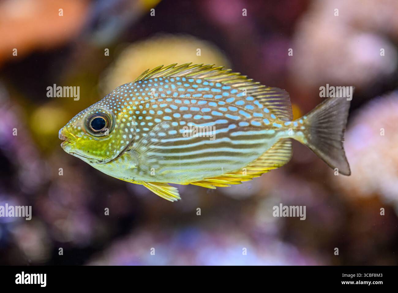 Pencil streaked rabbitfish hi-res stock photography and images - Alamy