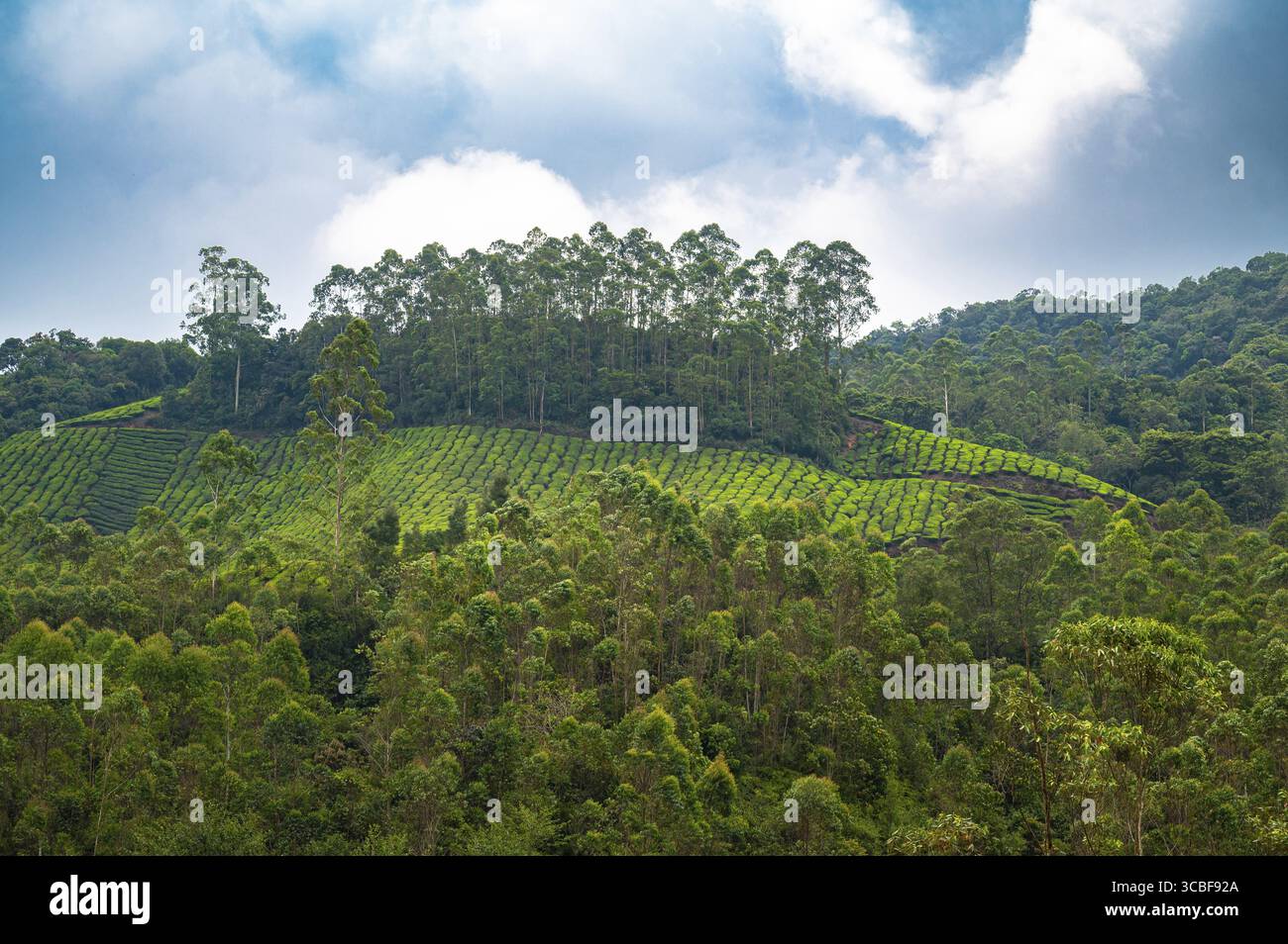 Tea plantation and forest, Munnar, South India, landscape with fields ...