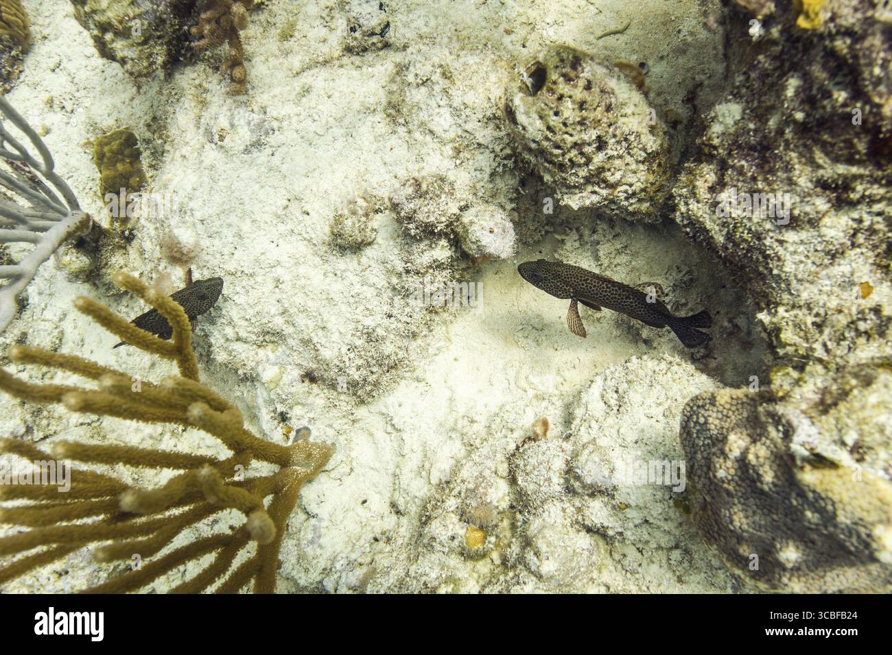 Caribbean reef fish underwater hi-res stock photography and images - Alamy