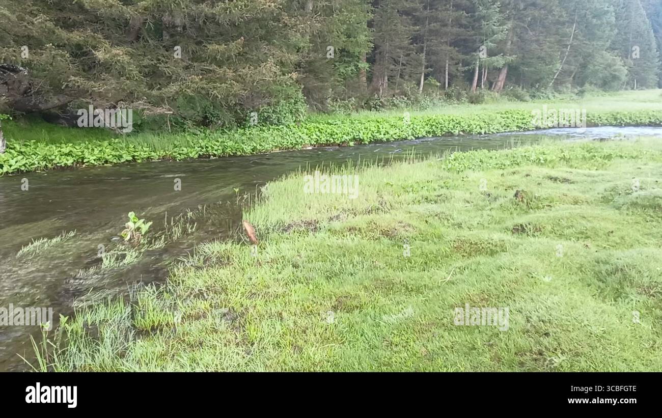 Underwater grass sways in stream hi-res stock photography and images ...