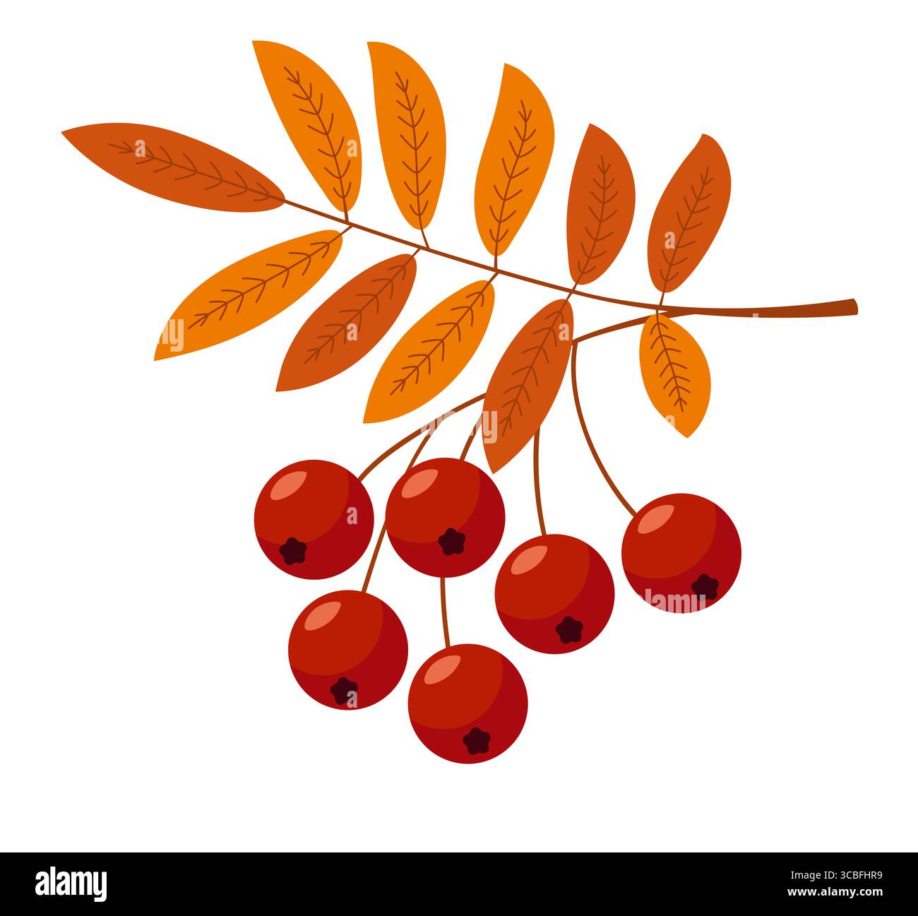 Rowan tree leaf red berries Stock Vector Images - Alamy
