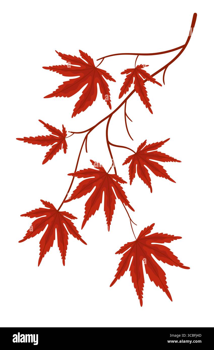 Japanese Maple Branch with Autumn Leaves. Red Maple Leaves, Autumn ...