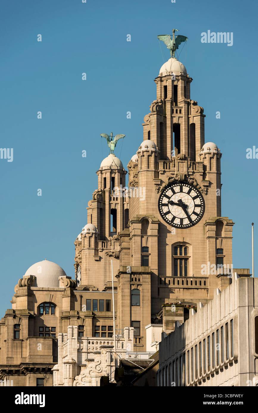 Liver building backdrop hi-res stock photography and images - Alamy