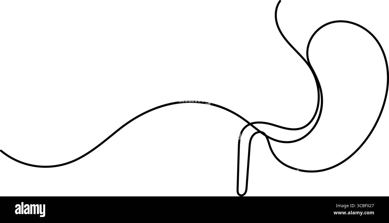 Human stomach icon continuous one line drawing for anatomy and medical ...