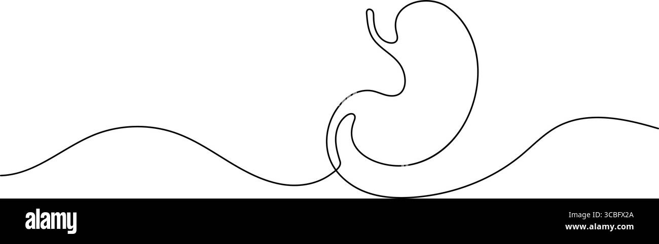 Human stomach icon continuous one line drawing for anatomy and medical ...