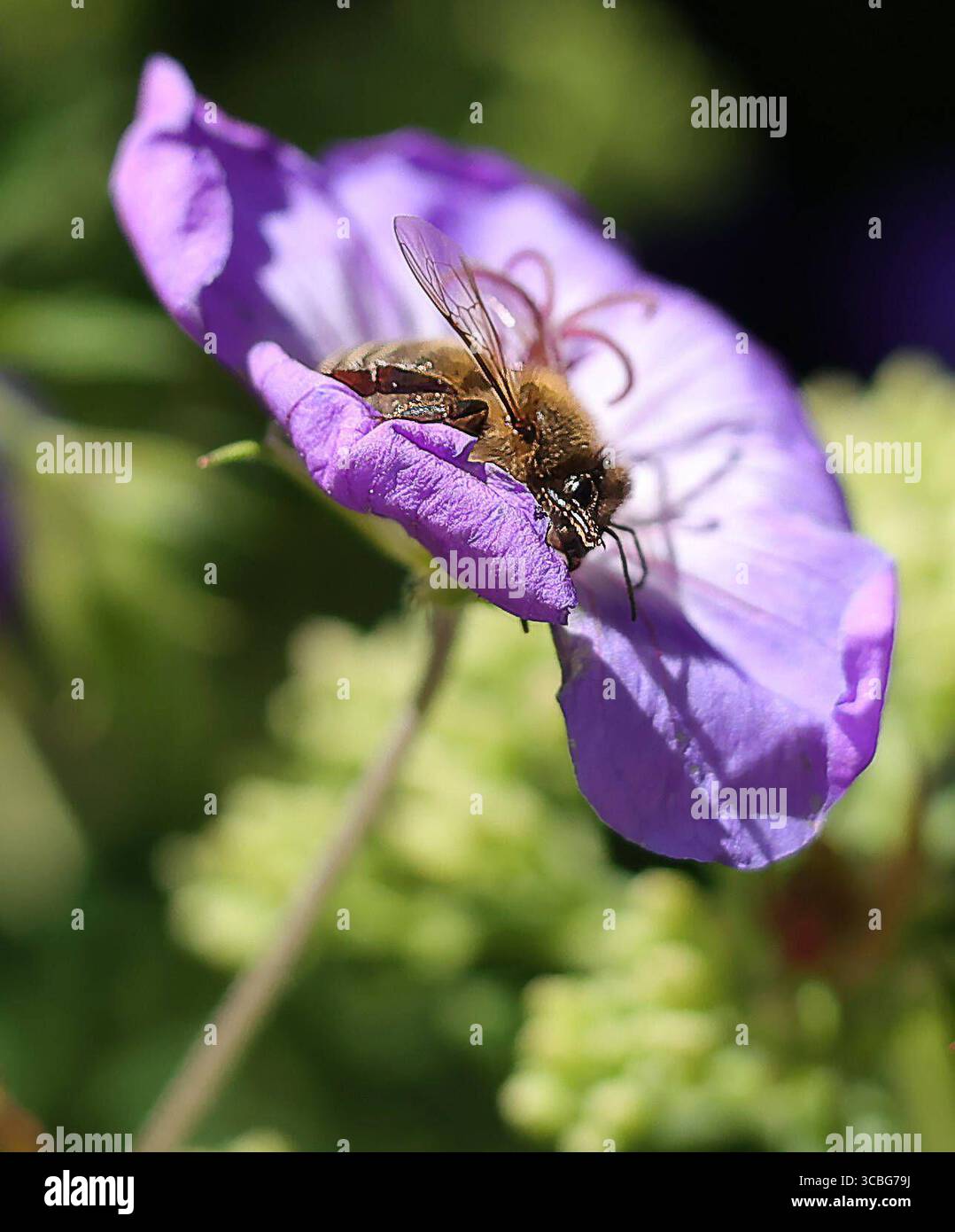 08.08.2025, Bienen im Garten, Fuerstenried West Muenchen , im Bild ...