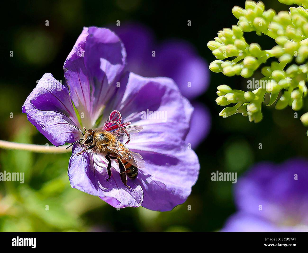 08.08.2025, Bienen im Garten, Fuerstenried West Muenchen , im Bild ...