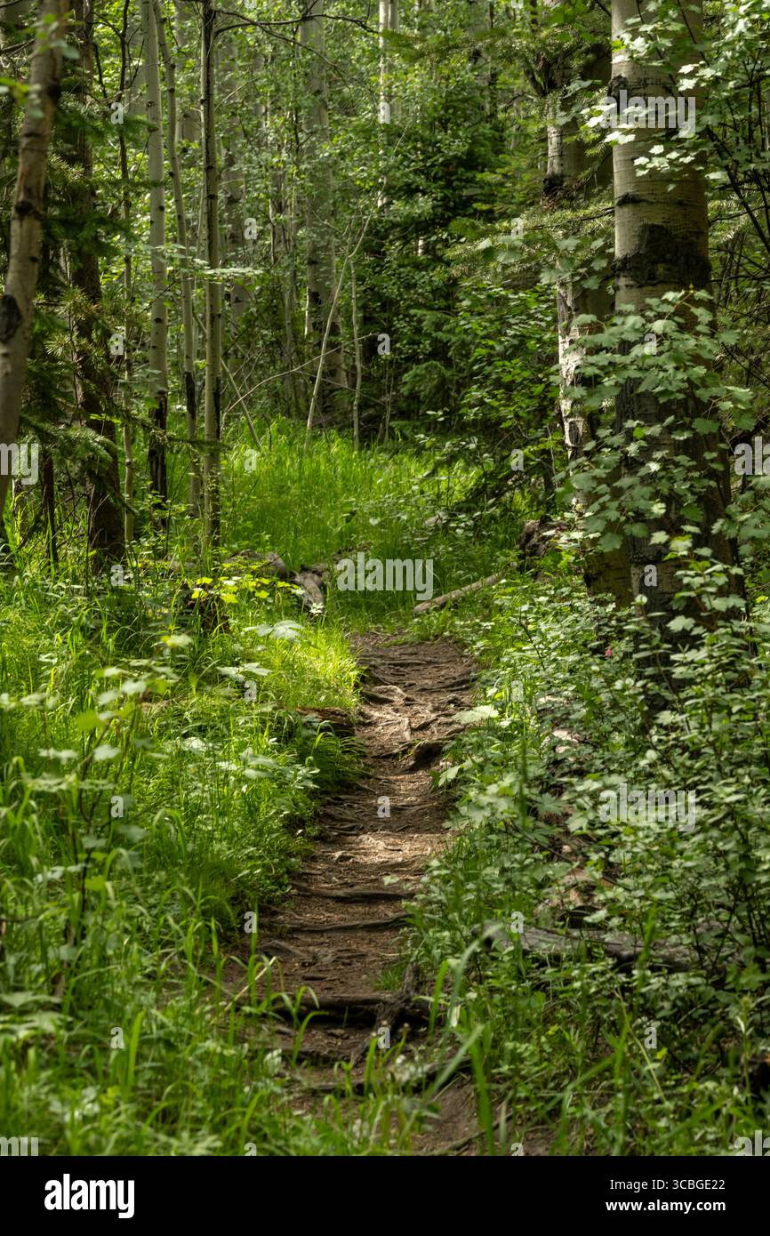 Log crossing through creek hi-res stock photography and images - Alamy
