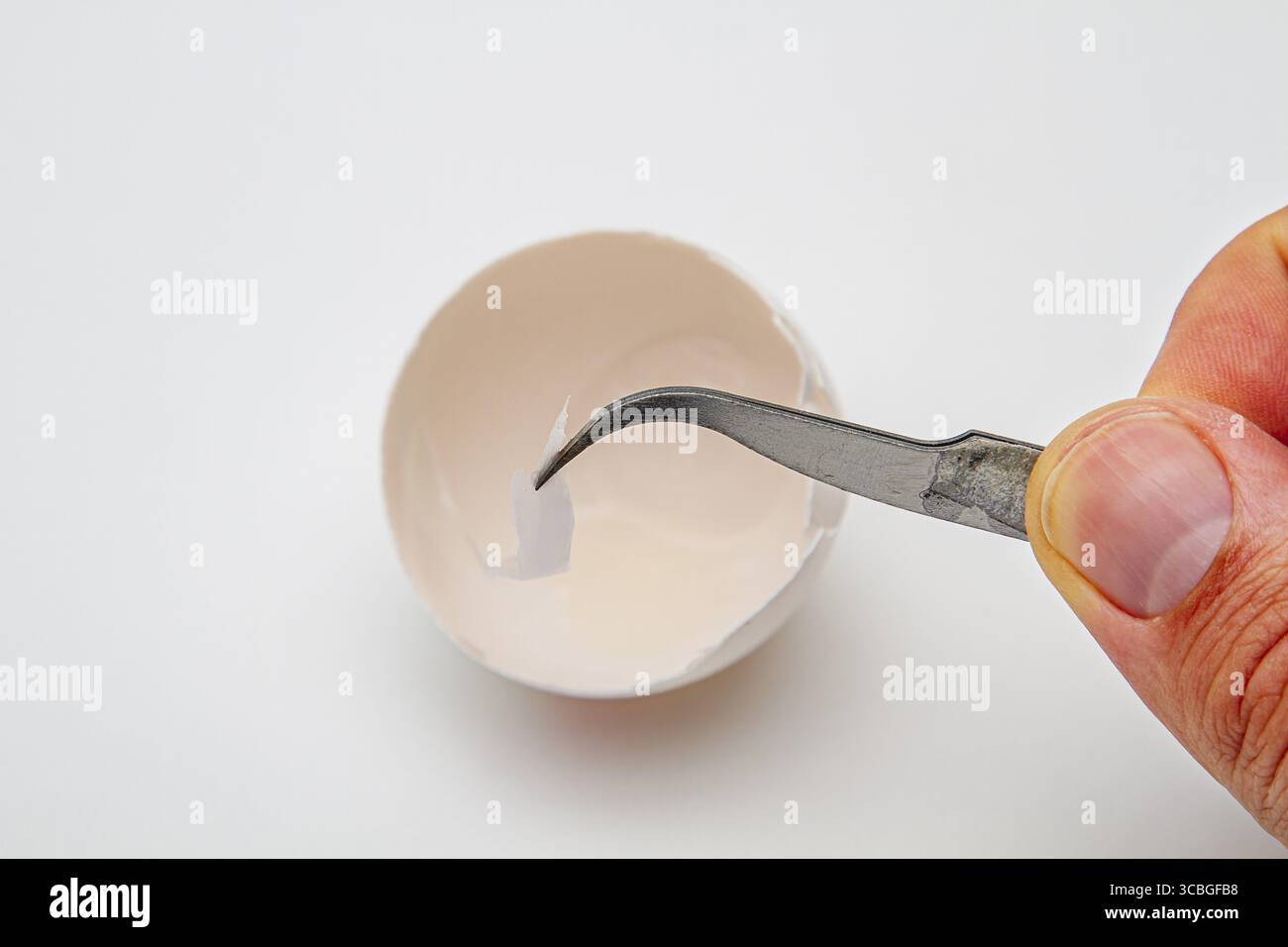 Fragile skin peeled from the inside of an egg shell Stock Photo - Alamy