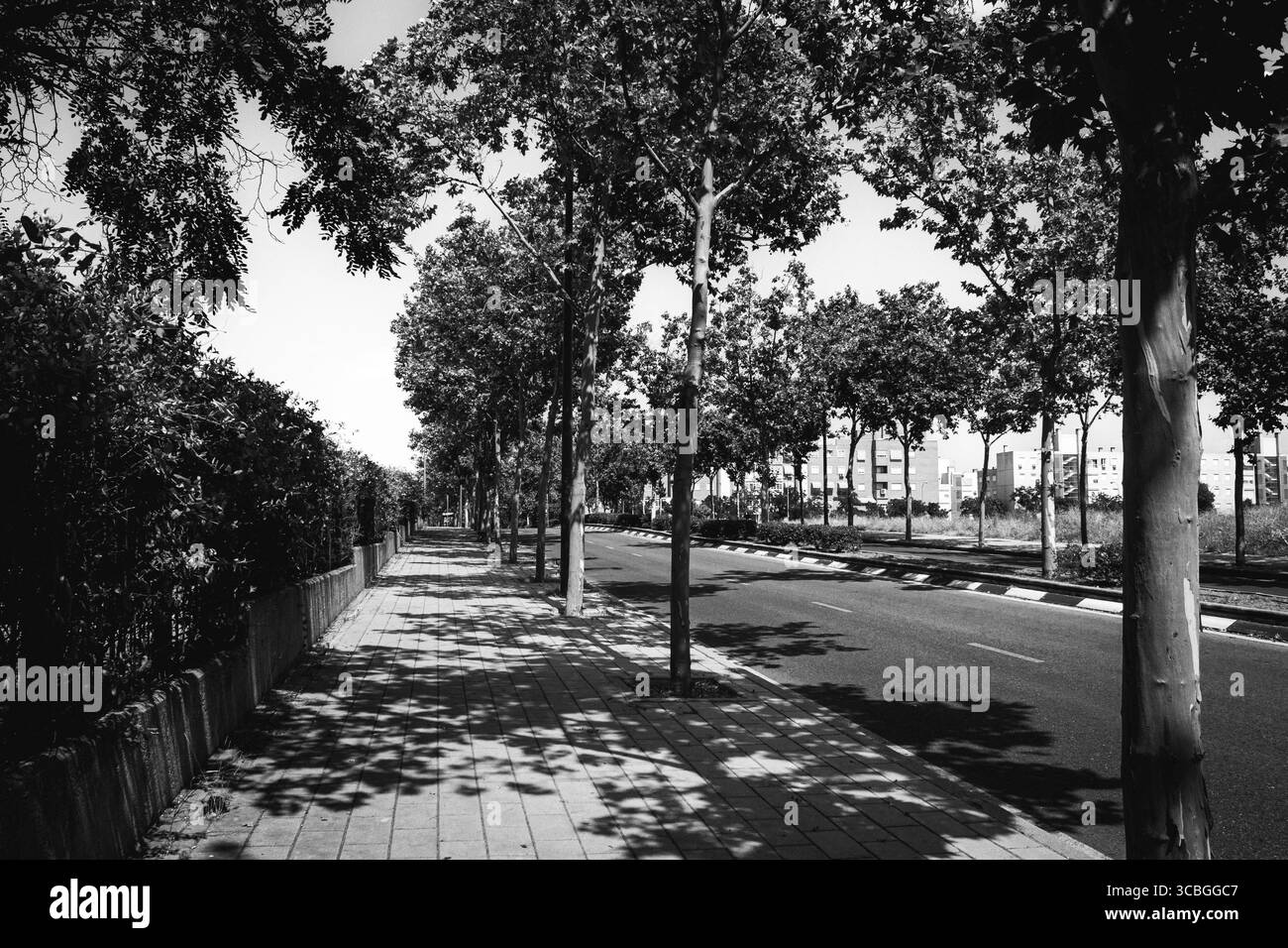 Trees with a view Black and White Stock Photos & Images - Alamy