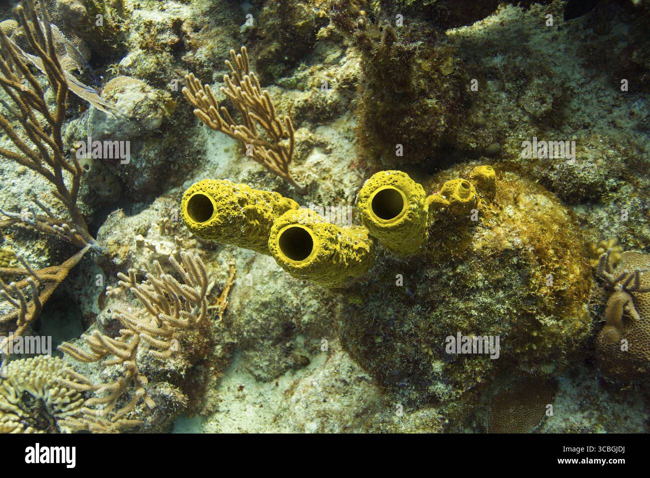 Sponge storage hi-res stock photography and images - Alamy