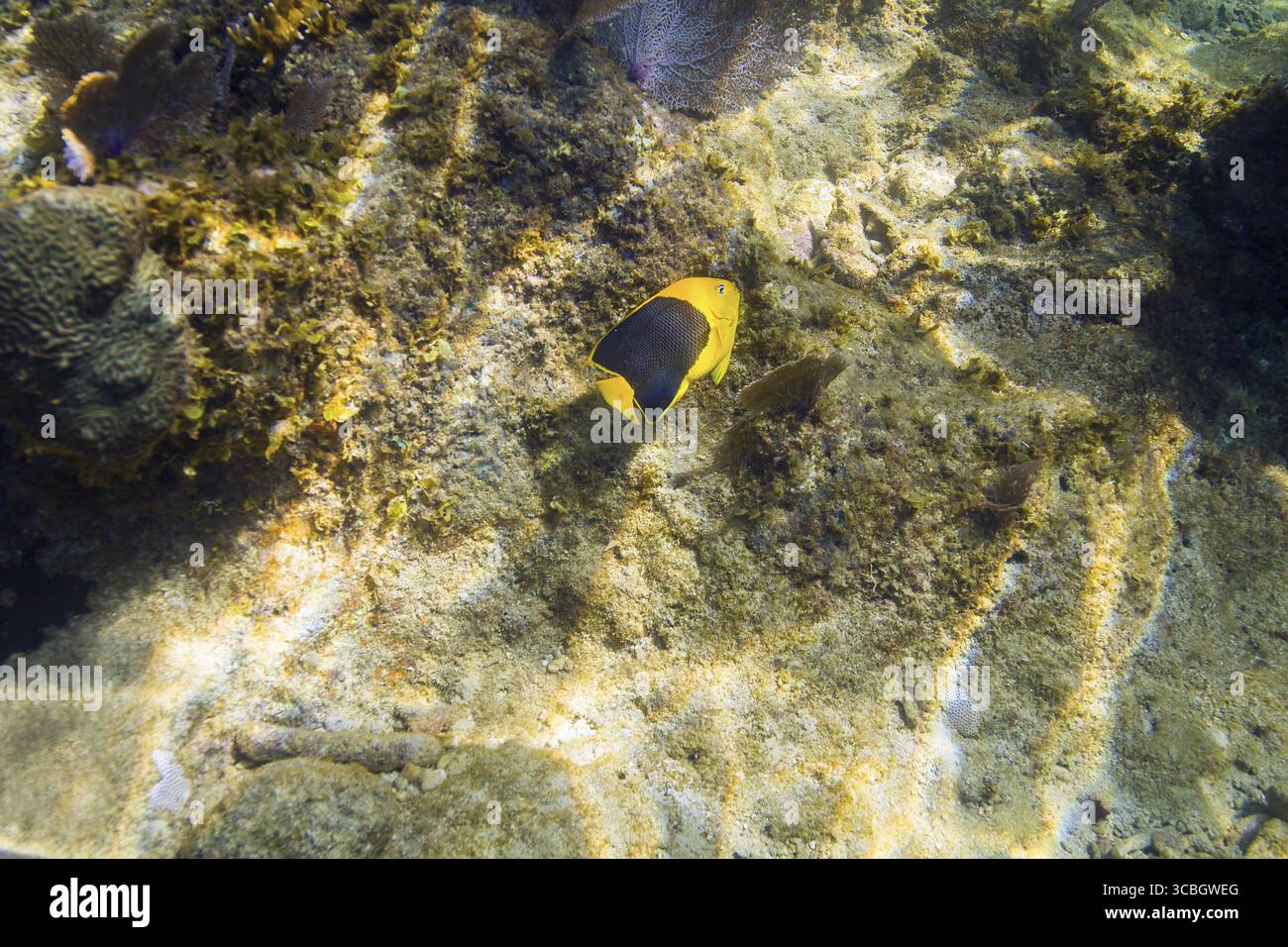 Fish feed on coral reef hi-res stock photography and images - Alamy