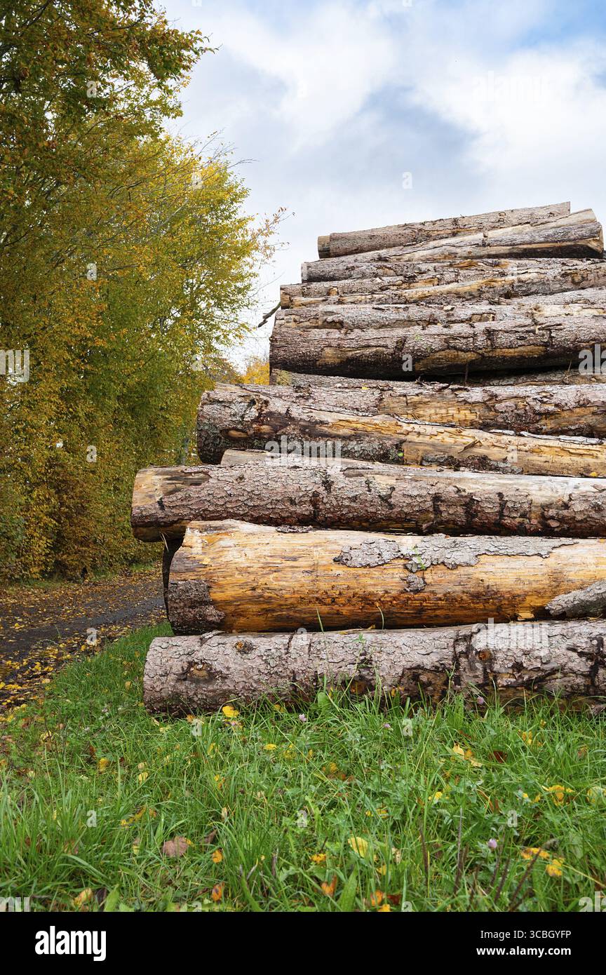 Chopped tree logs pilled up next to a forest, lumber wood industry ...