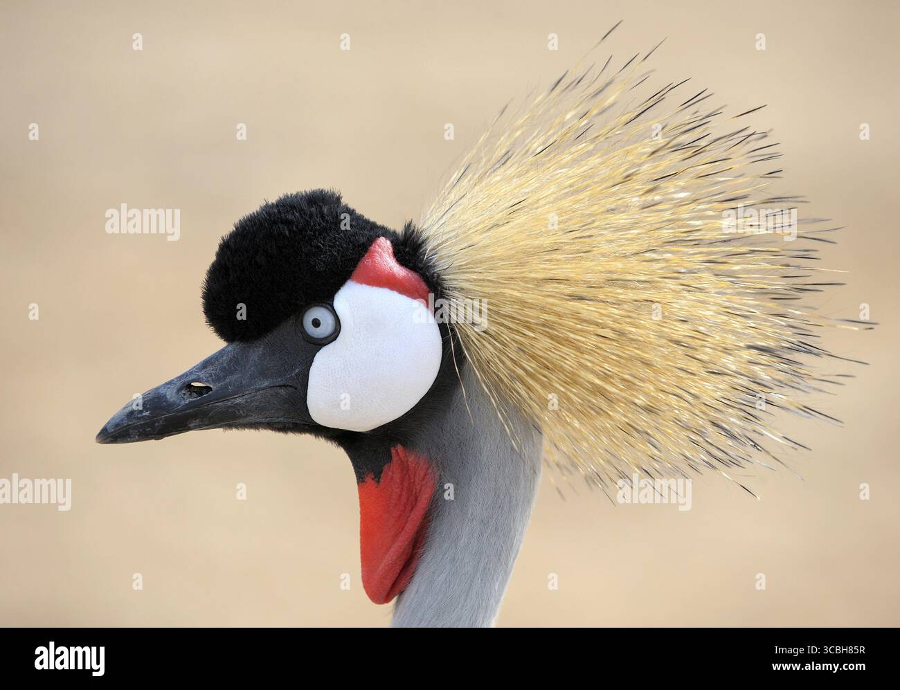 Crane reserve hi-res stock photography and images - Alamy