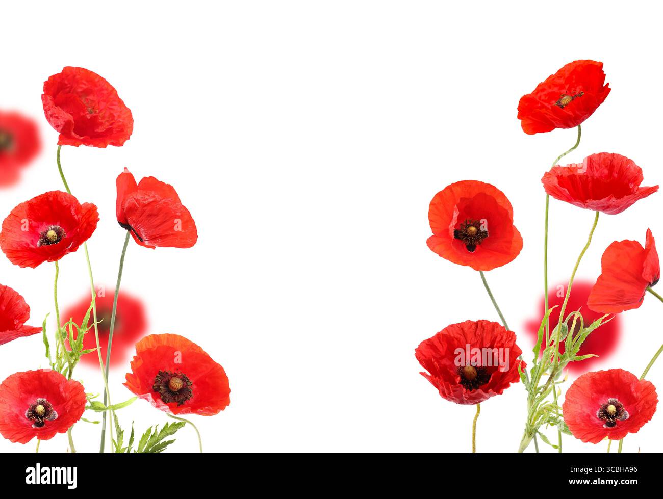 Selective focus red flowers Cut Out Stock Images & Pictures - Alamy