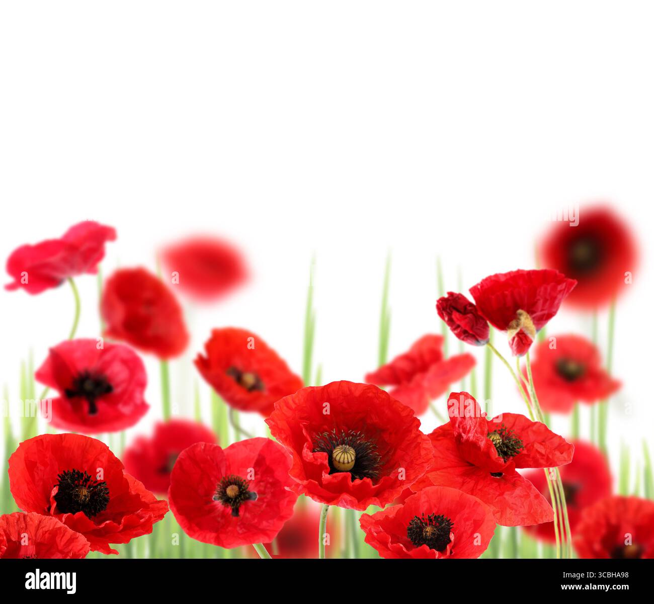 Red poppies on white background. Wild flowers Stock Photo - Alamy
